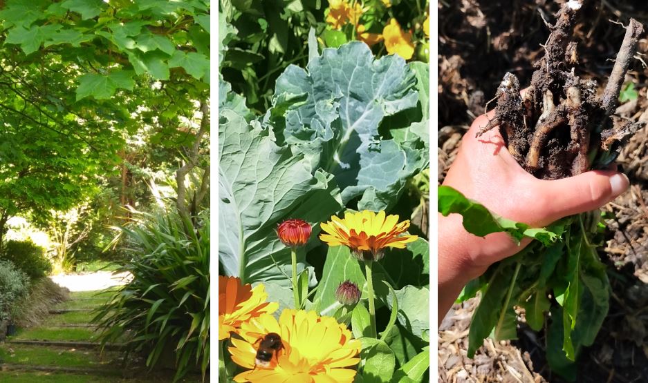 Gardening in Harmony with Nature Classes | Regenerative Livestyle Blog